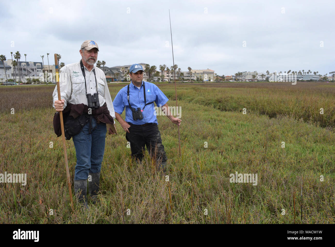 Searching for clapper rail nests. Dr. Richard Zembal Stock Photo - Alamy
