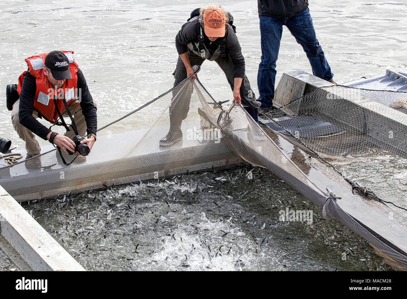 Securing the net pens Stock Photo - Alamy