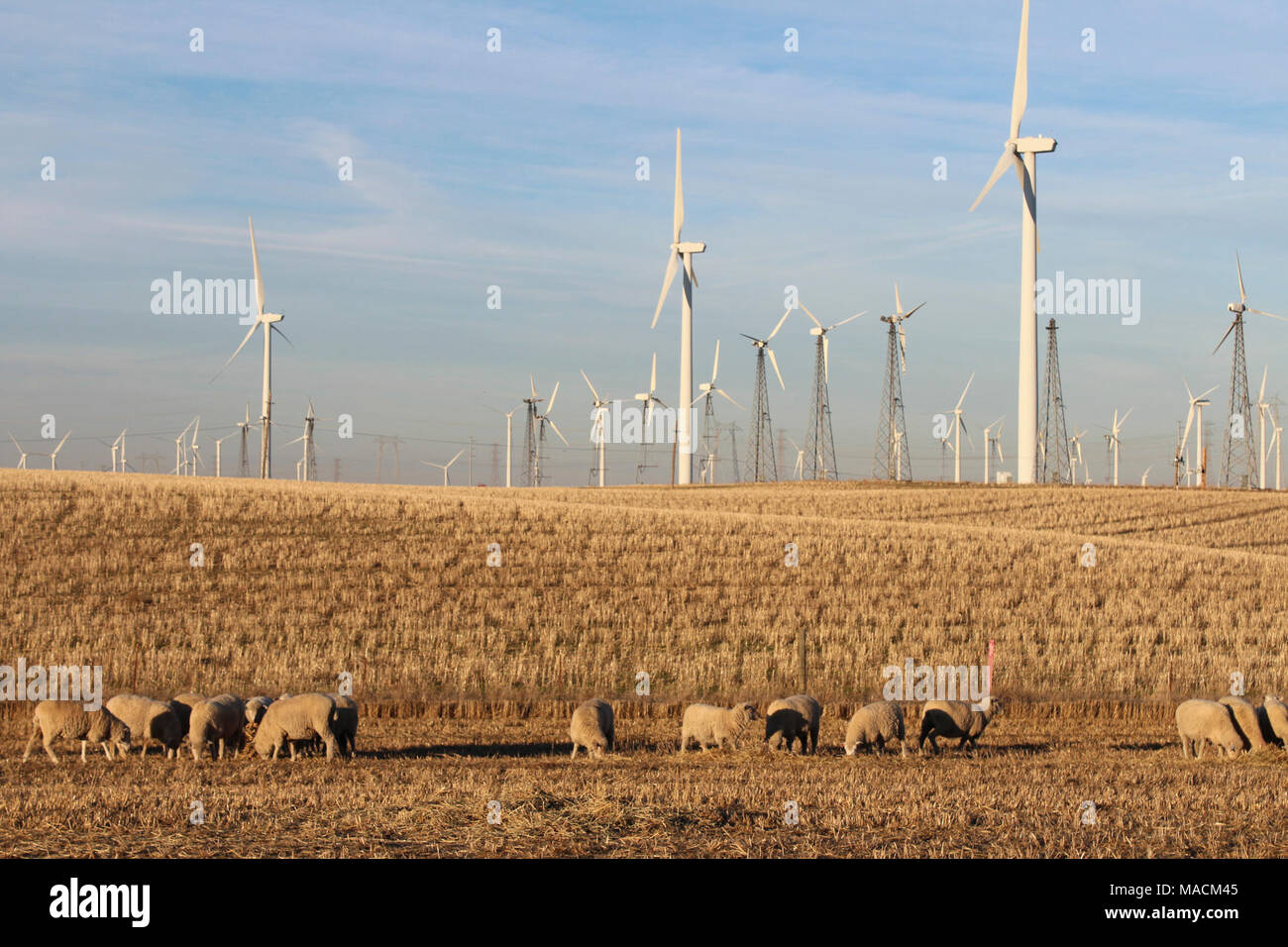 Golden Eagle Wind Farm