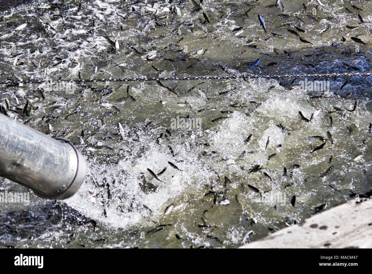 Shooting fish hi-res stock photography and images - Alamy