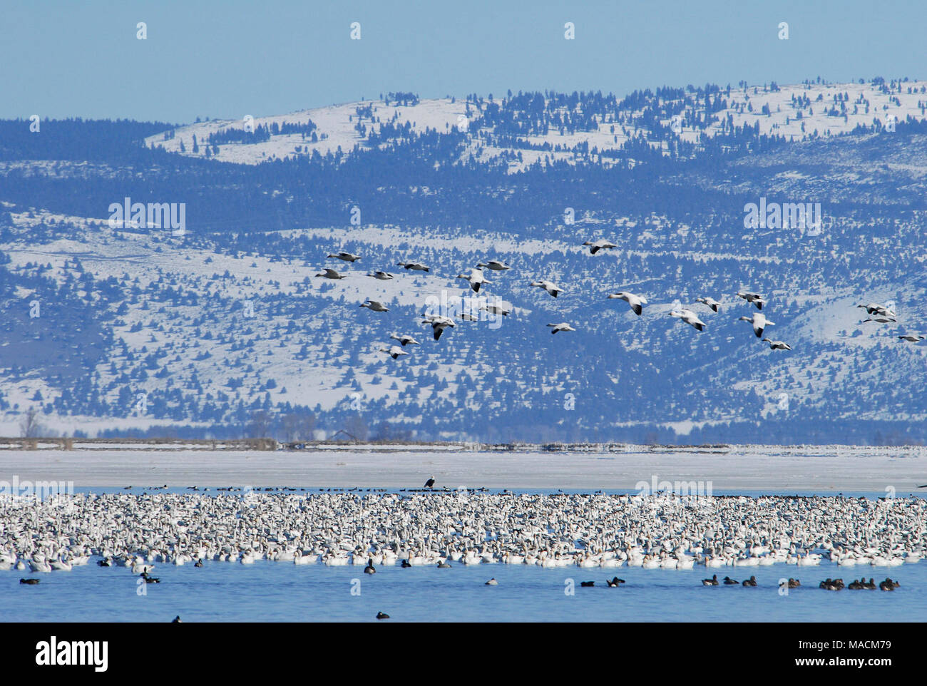 Snow Geese Migration Stock Photo - Alamy