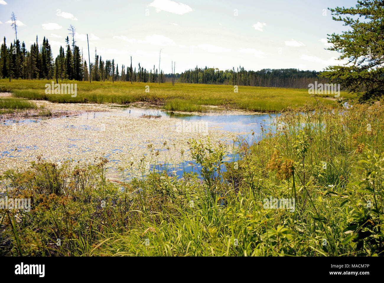 Blue marsh lake hi-res stock photography and images - Alamy