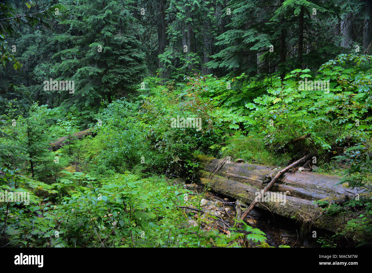 Wet bushes hi-res stock photography and images - Alamy