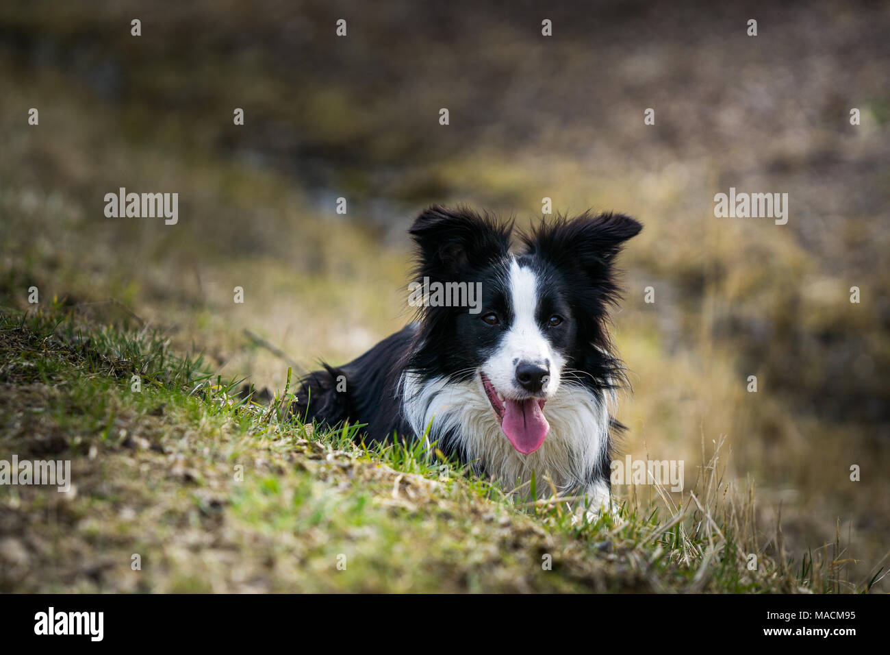 Border collie in nature Stock Photo - Alamy