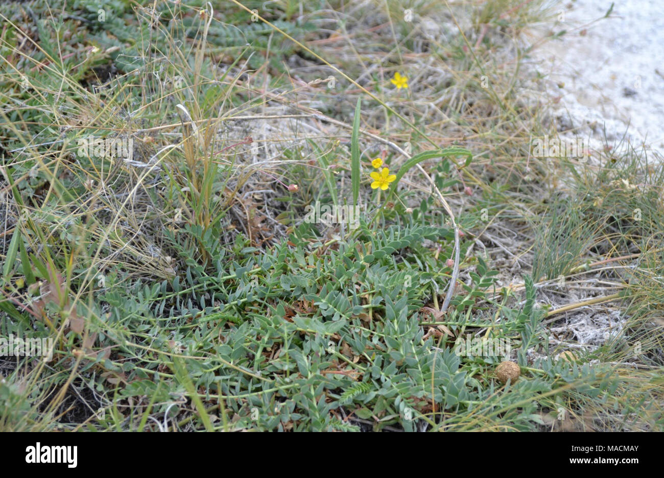 Kulpa hi-res stock photography and images - Alamy