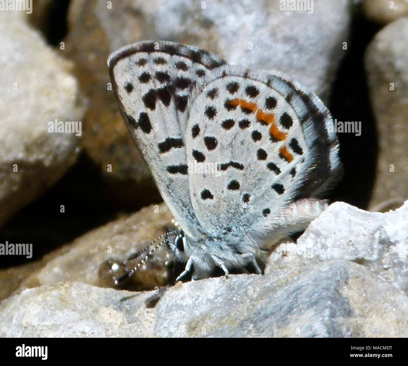 Spring Mountains dark blue early (Euphilotes ancilla purpura Stock ...