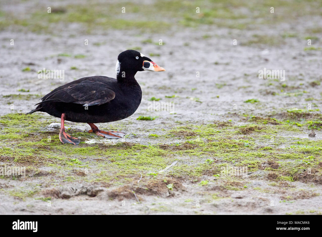 Surf scoter (adult male). This male scoter Stock Photo - Alamy