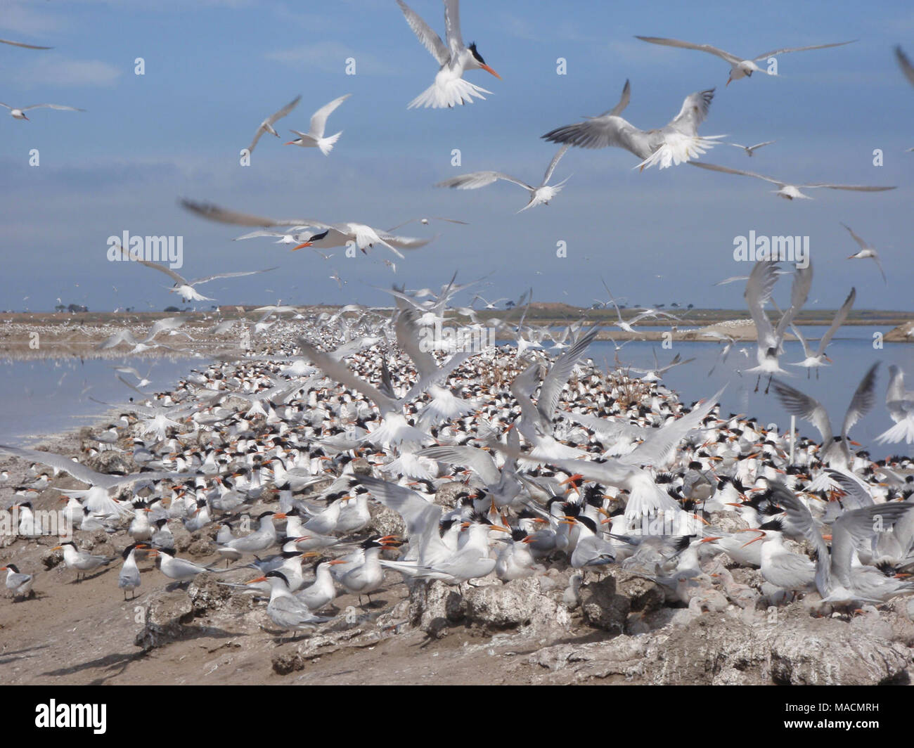 San diego bay national wildlife hi-res stock photography and images - Alamy