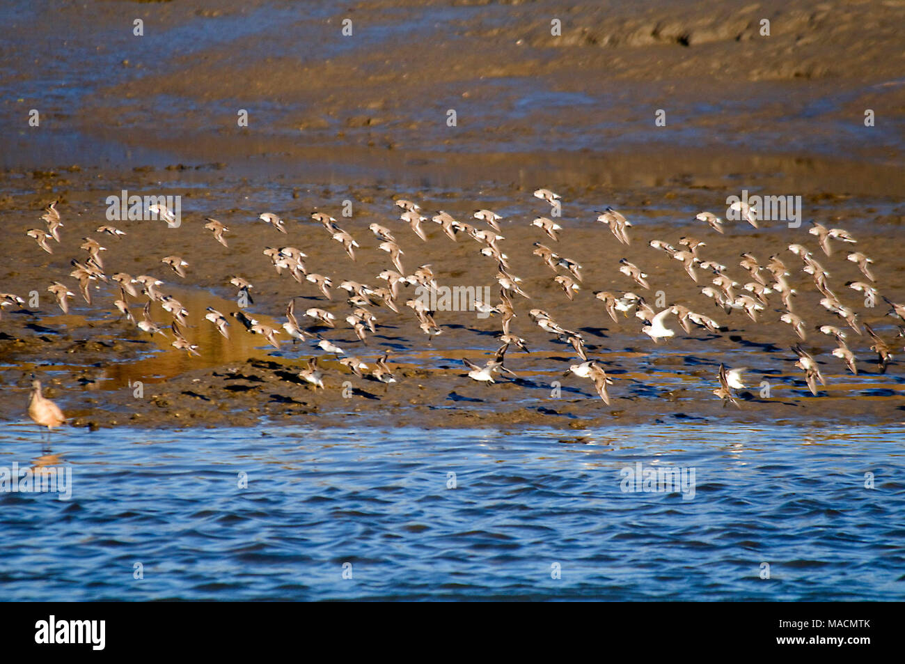 Flourishing fauna hi-res stock photography and images - Alamy