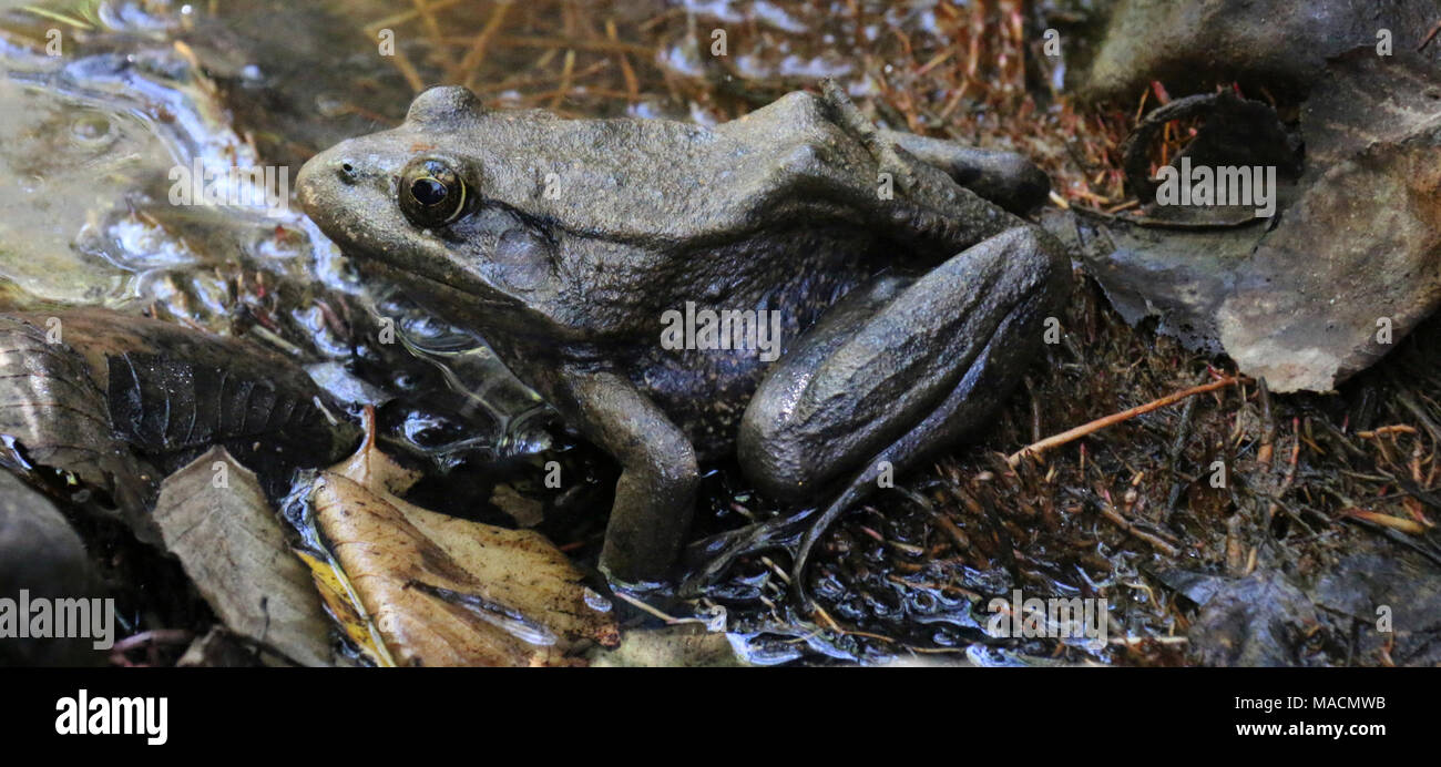 Threatened amphibian. The California red-legged frog is a threatened ...
