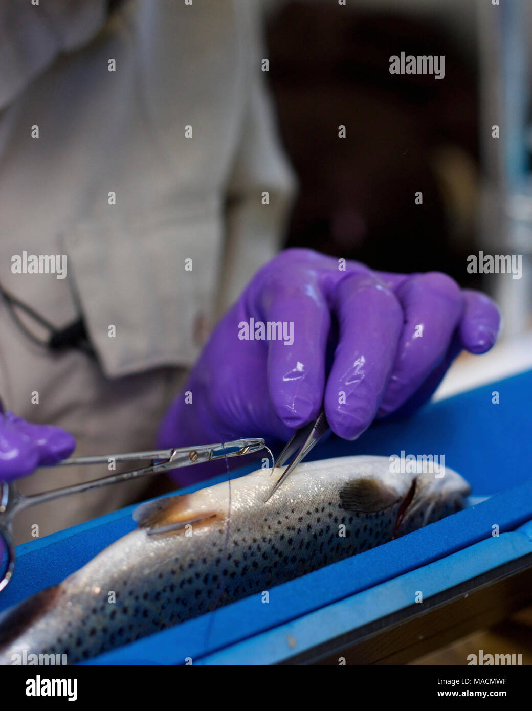 Throwing Sutures Portrait. Closing the Incision A fisheries technician ...
