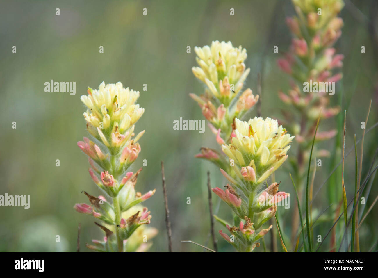 Hcp hi-res stock photography and images - Alamy