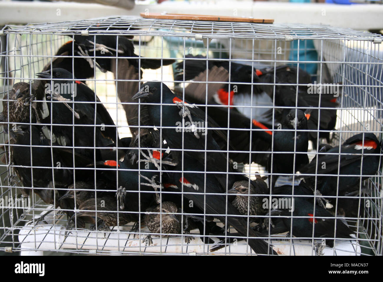 Tricolored Blackbirds in a transport cage. Male and female Tricolored ...