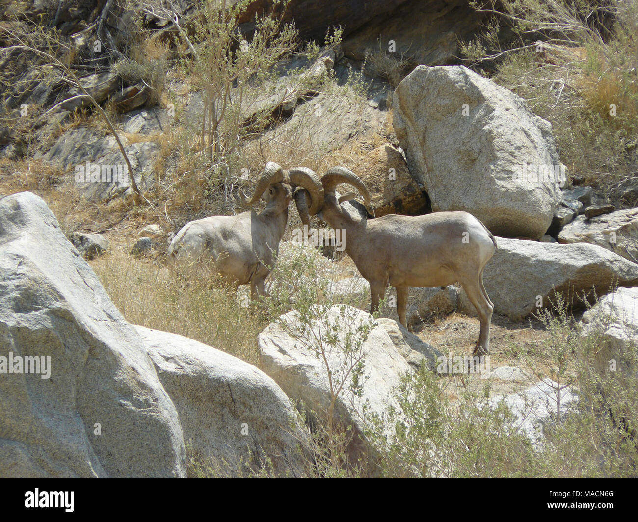 Two rams square off. When competing for females, rams will often charge ...