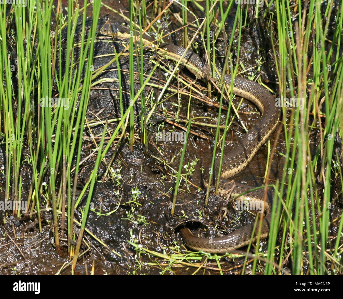 Two striped garter snake hi-res stock photography and images - Alamy