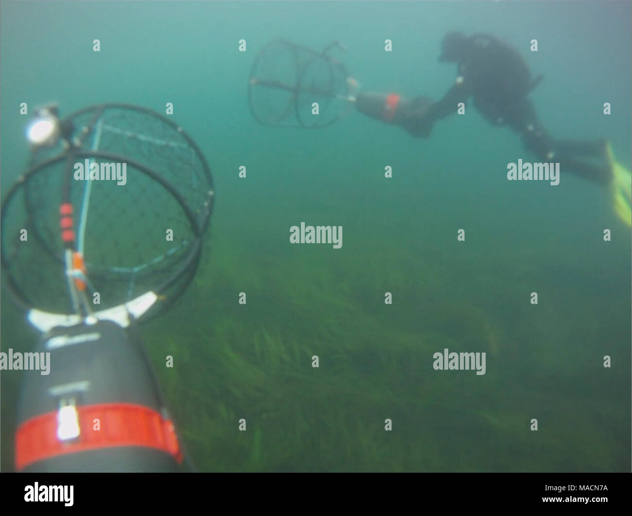 Sea otter underwater hi-res stock photography and images - Alamy