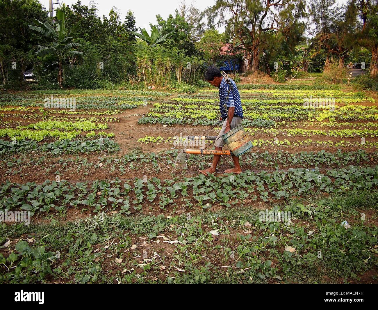 Filipino Farmer Stock Photos & Filipino Farmer Stock Images - Alamy