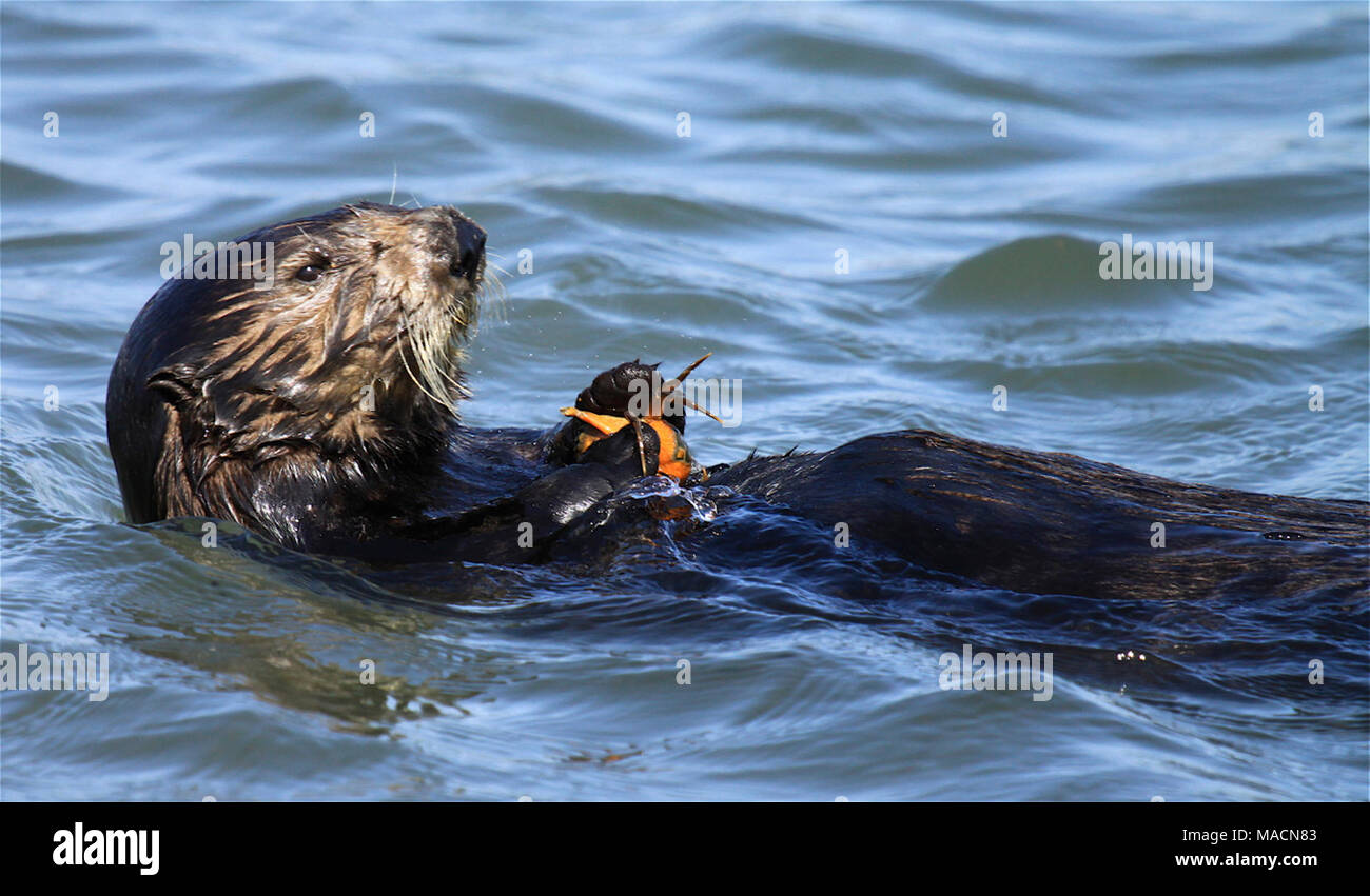 Sea Otters Eating Urchins