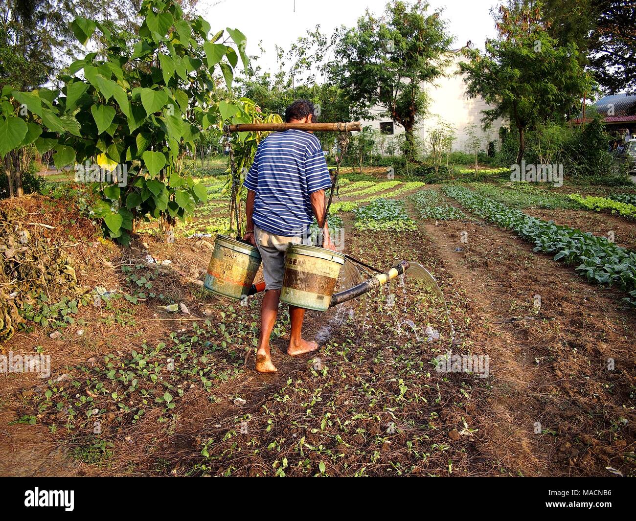 Filipino farmer hi-res stock photography and images - Alamy