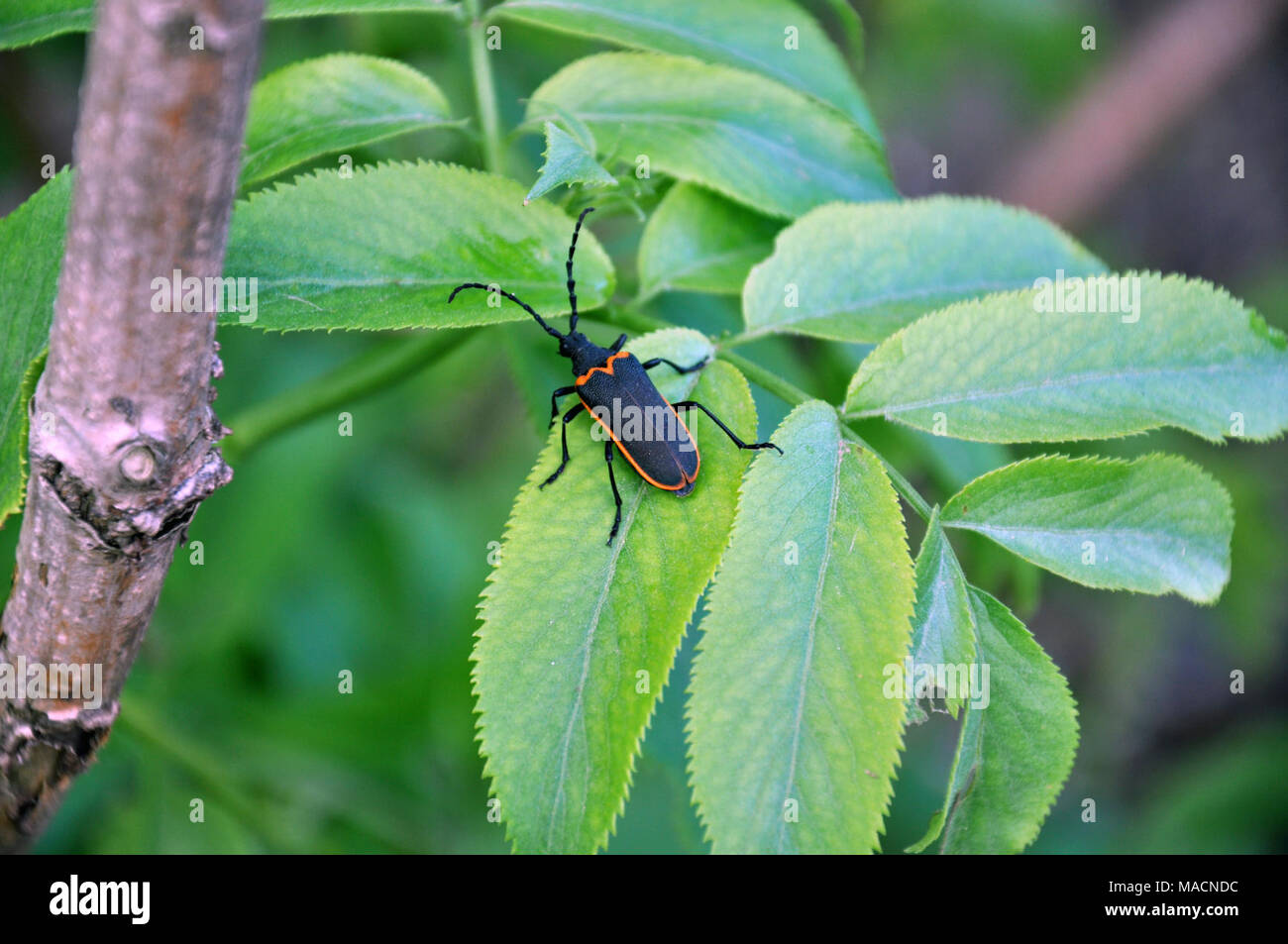Velb hi-res stock photography and images - Alamy