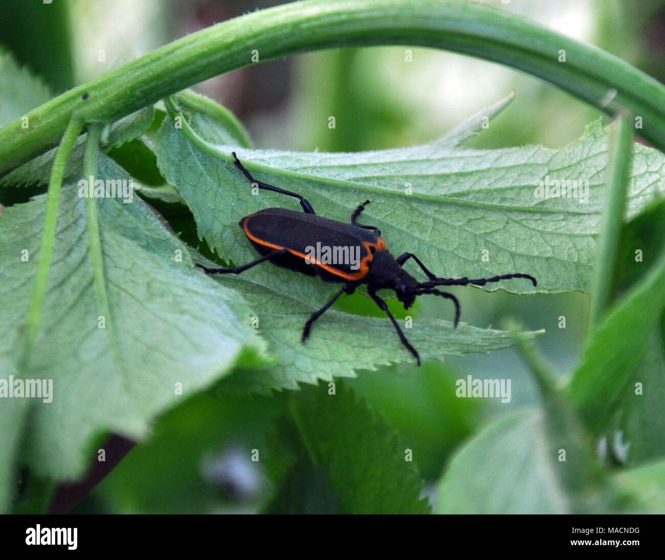 North bank habitat management area hi-res stock photography and images ...