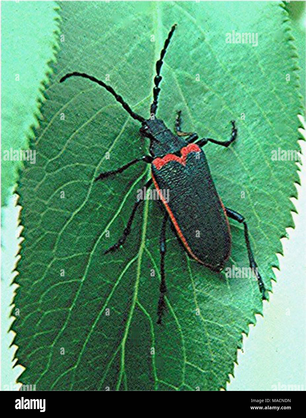 Valley Elderberry Longhorned Beetle female. The Valley Elderberry ...