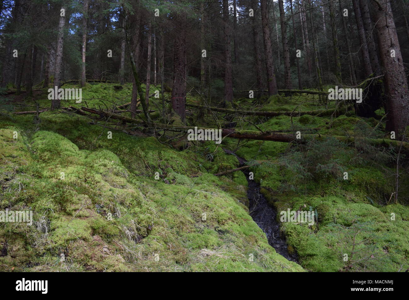"loch lubnaig" "callender" "Scottish highlands" "strathyre" "Scotland ...