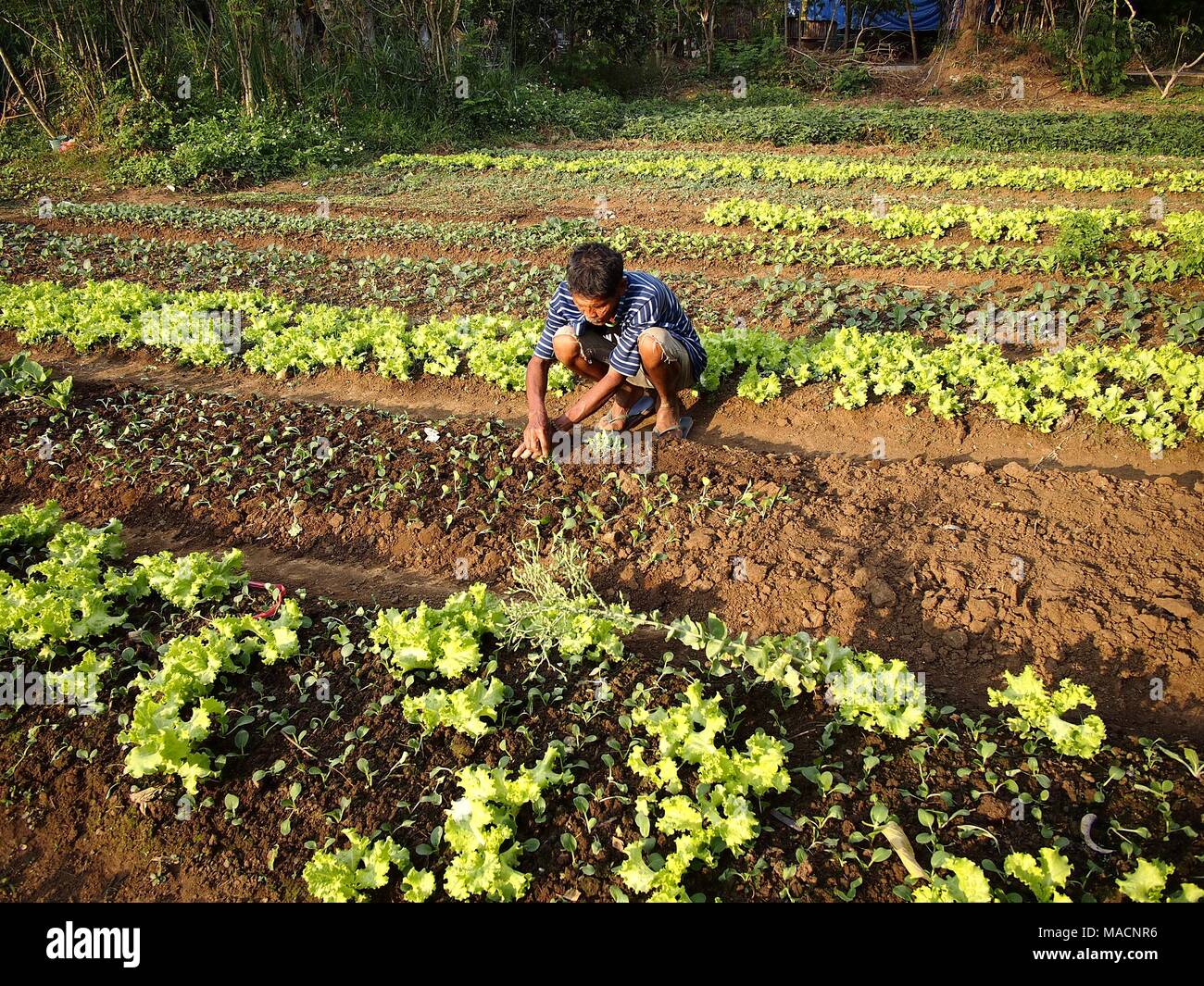 Philippines Farmer High Resolution Stock Photography and Images - Alamy