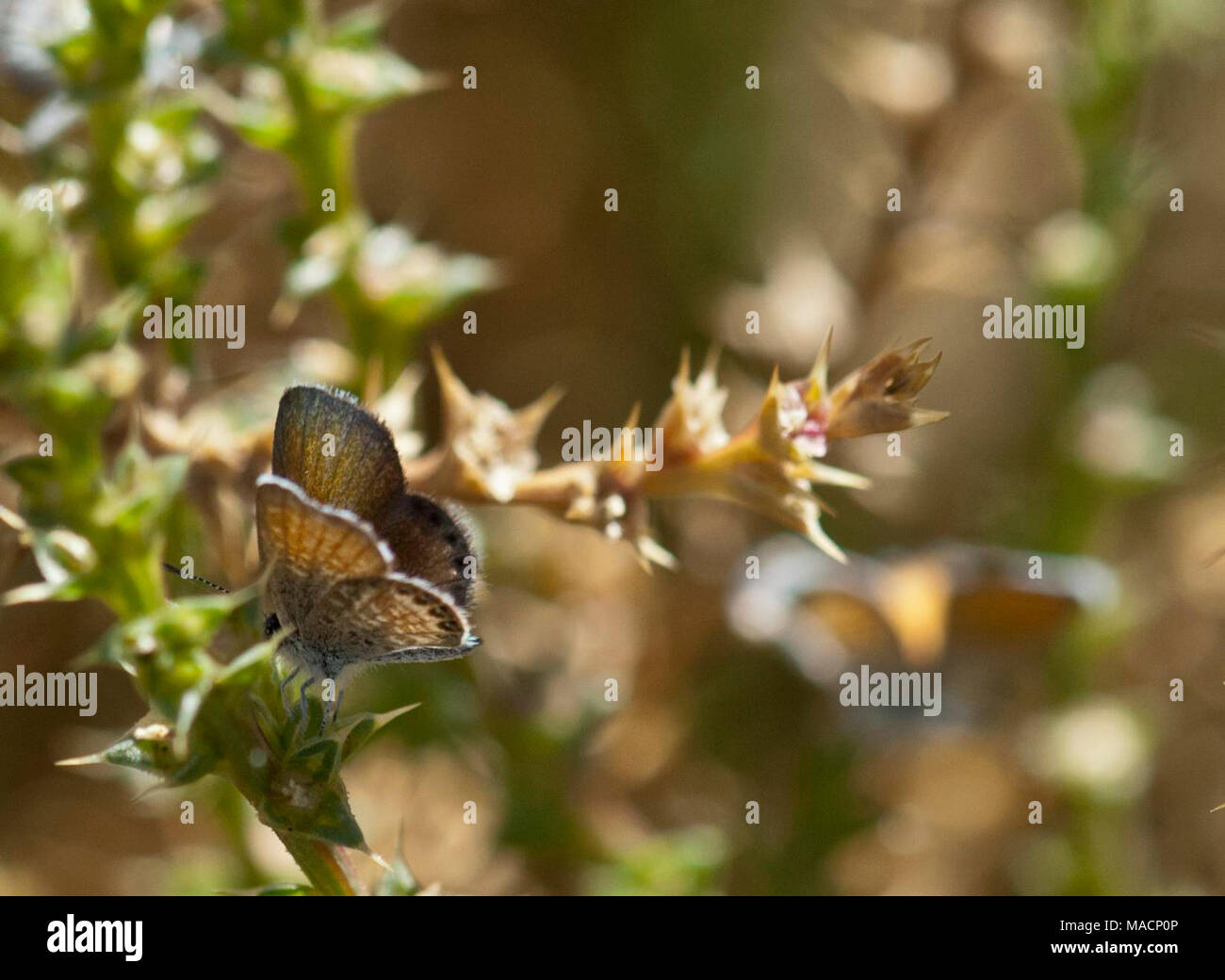 Western Pygmy Blue Butterfly 1 Stock Photo - Alamy