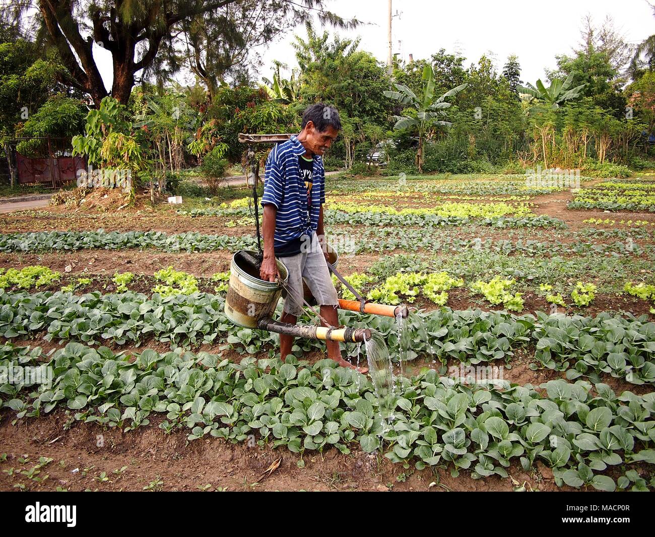 Philippine Vegetable Plants Complete Guide To Filipino Vegetables