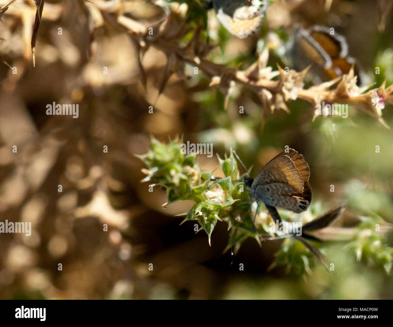 Western pygmy blue butterfly hi-res stock photography and images - Alamy
