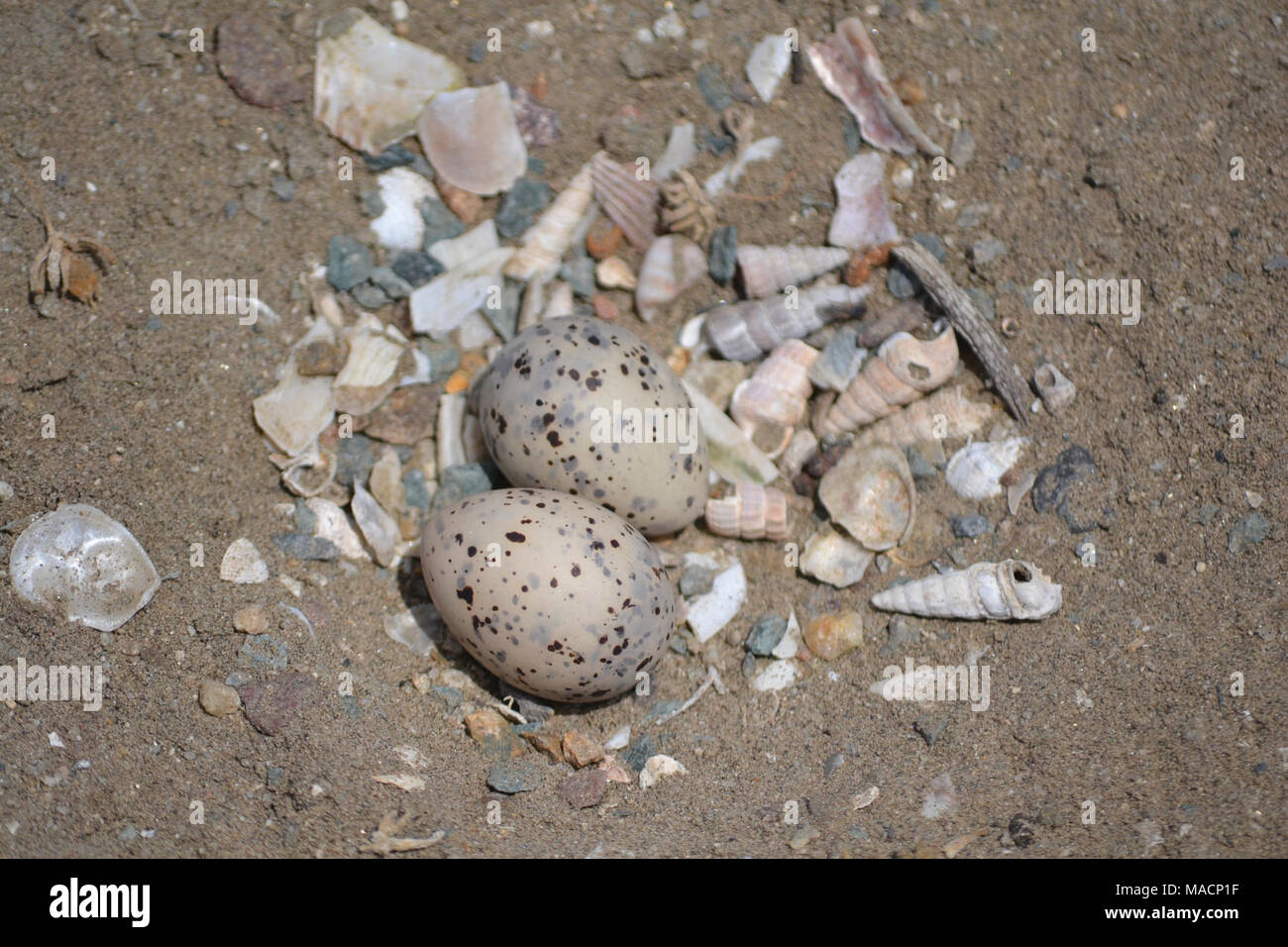 Western snowy plover nest hi-res stock photography and images - Alamy