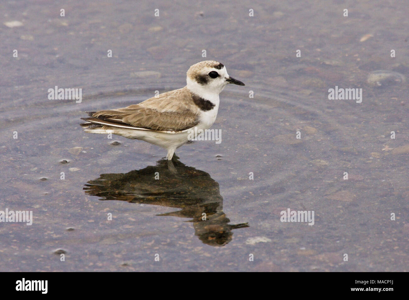 Western snowy plover (Charadrius alexandrinus nivosus). This is and ...