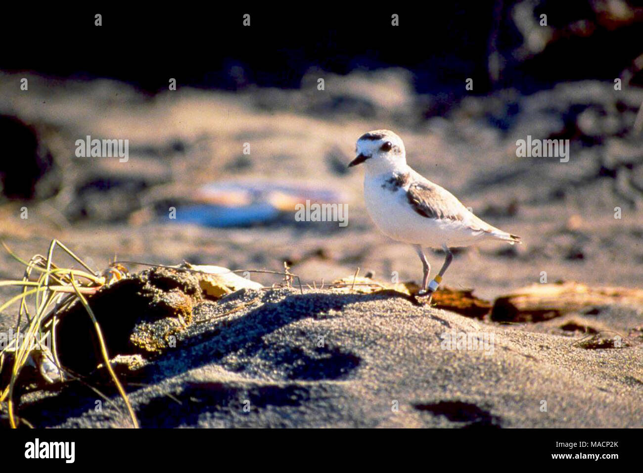 Western snowy plover Stock Photo - Alamy