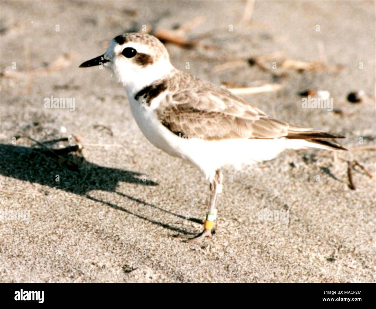 Western snowy plover Stock Photo - Alamy