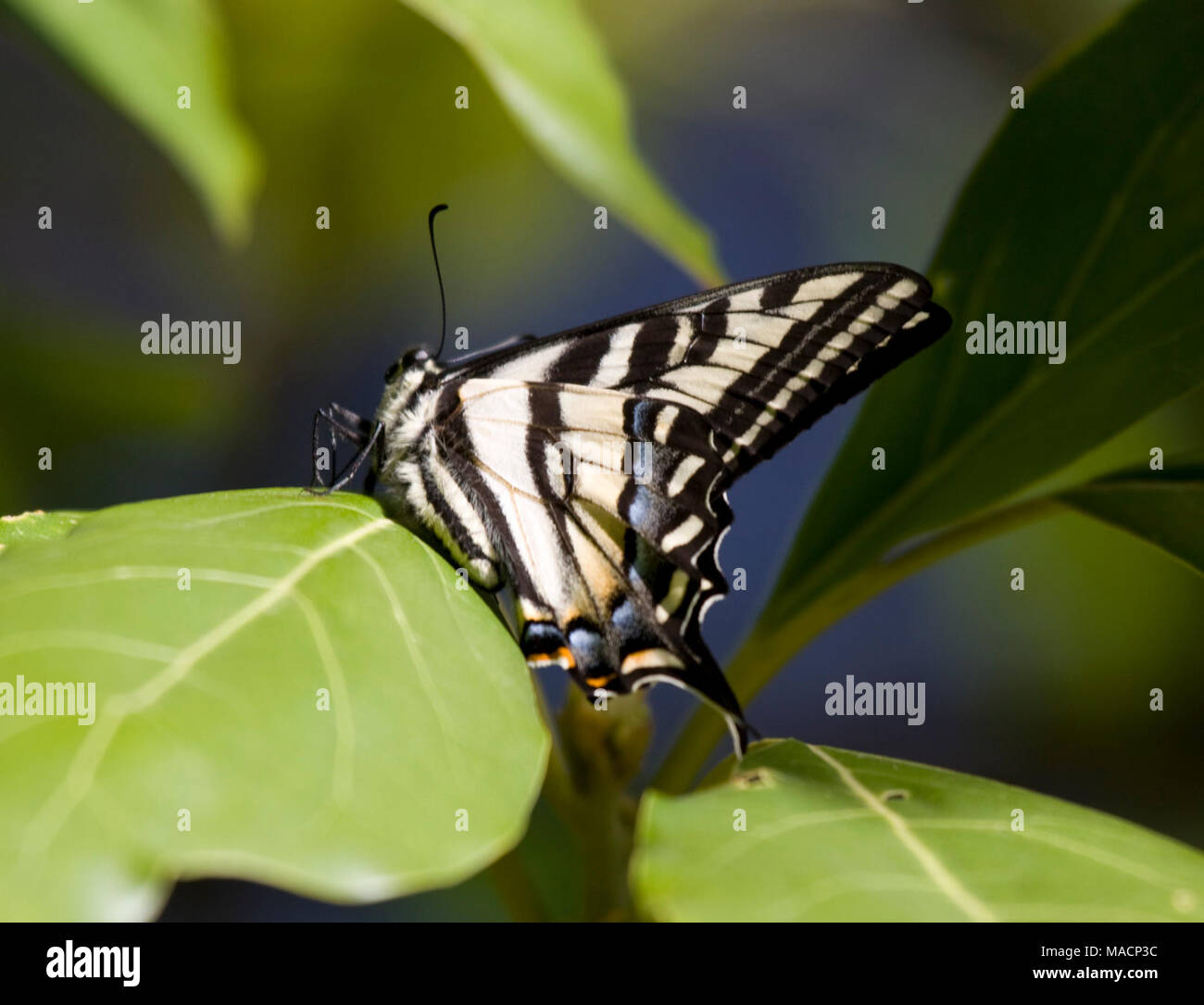 Western tiger swallowtail Stock Photo - Alamy