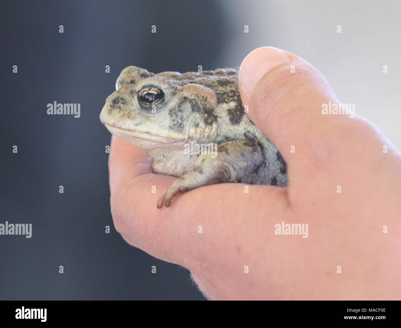 Western toad. This toad is very common at Ash Meadows National Wildlife ...