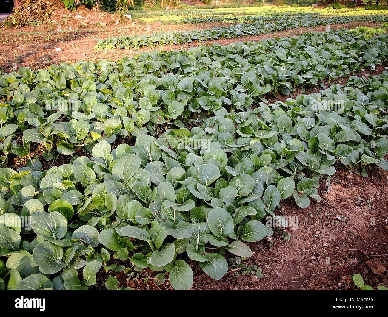 Healthy silverbeet hi-res stock photography and images - Alamy
