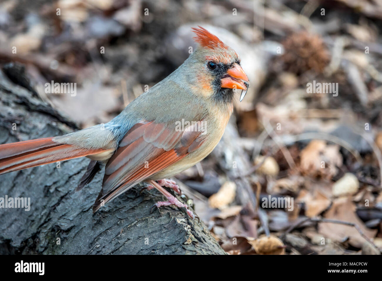 Common car hi-res stock photography and images - Alamy