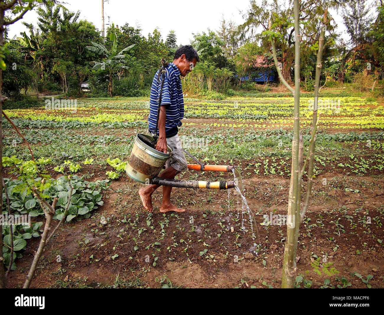 Philippine Vegetable Plants Complete Guide To Filipino Vegetables