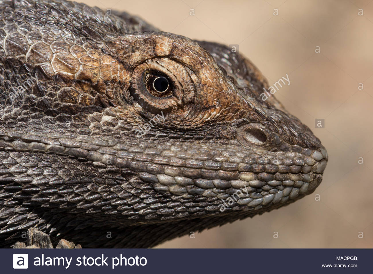 Pogona Barbata Stock Photos & Pogona Barbata Stock Images - Alamy