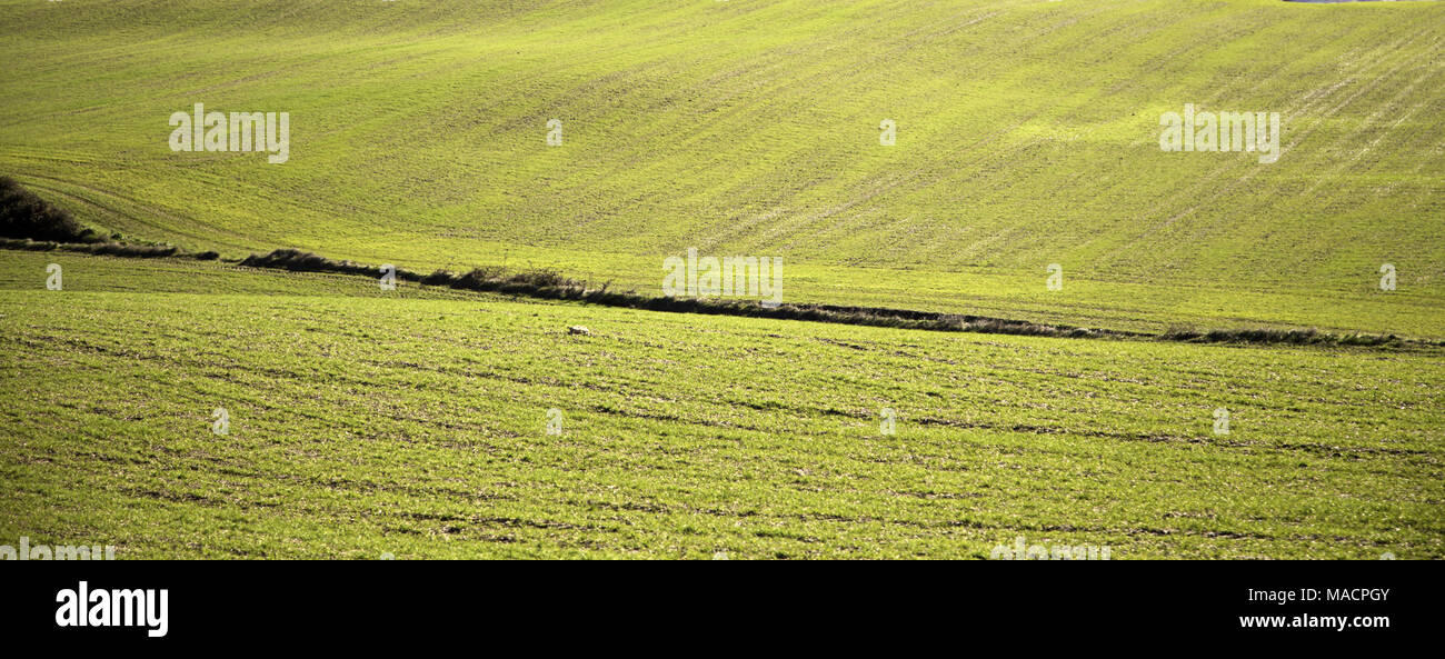 Green field in natural terrain, landscape environment Stock Photo - Alamy