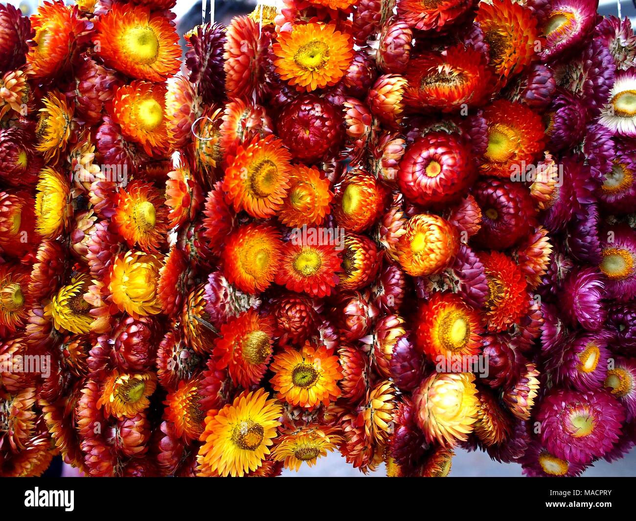 Photo of Everlasting flowers Stock Photo - Alamy