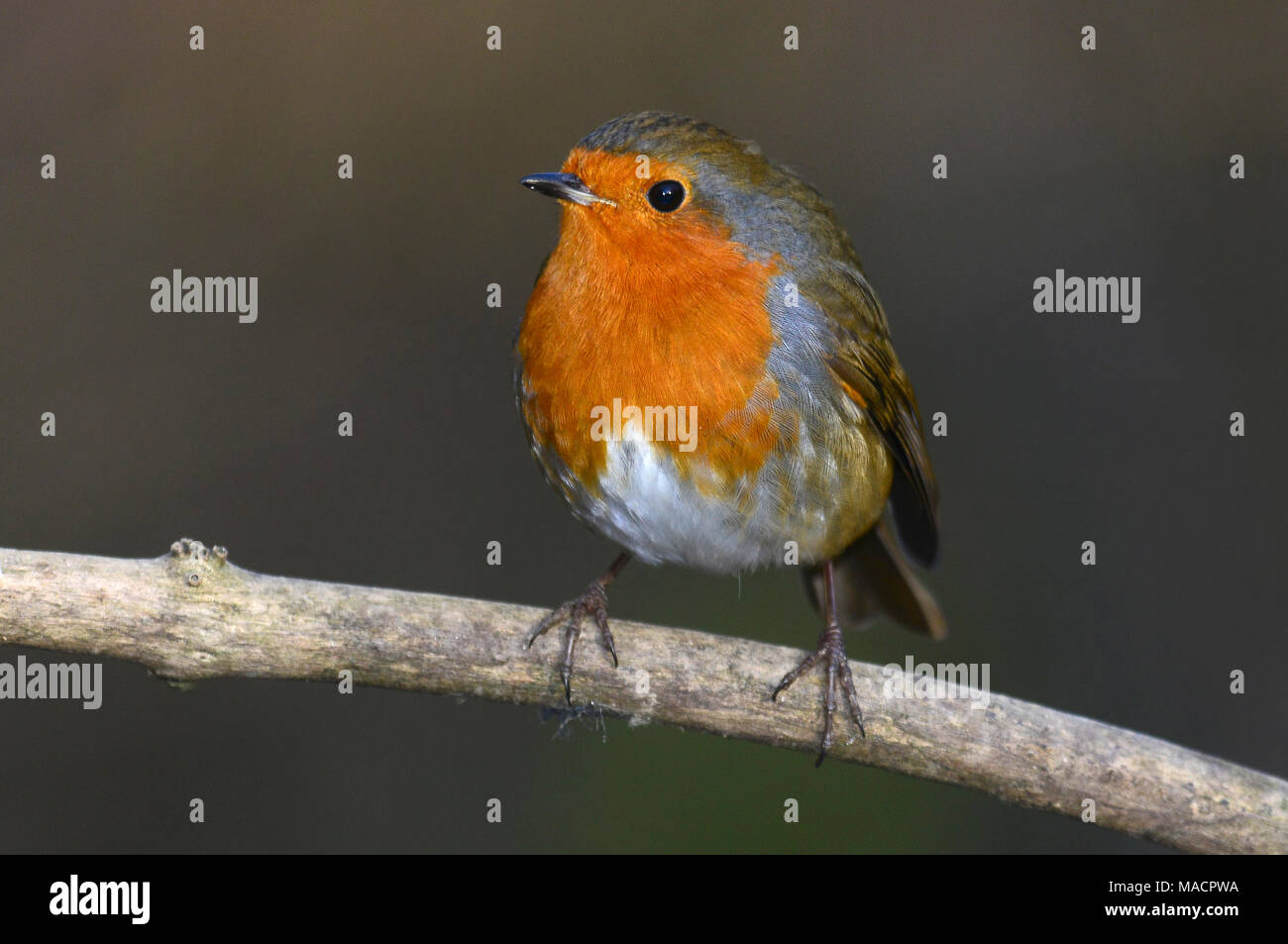 Friendly robins hi-res stock photography and images - Alamy