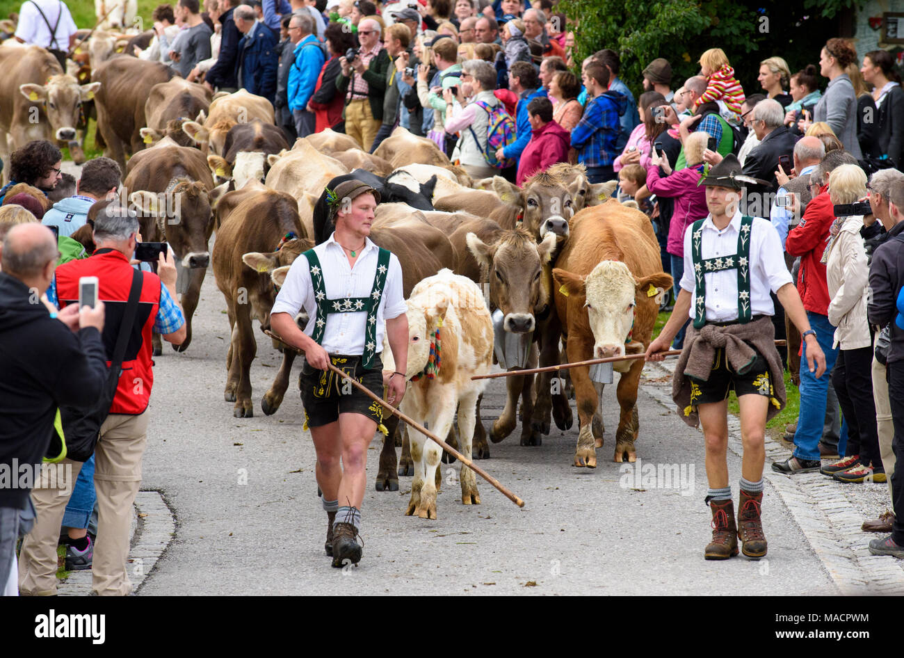 Traditional and annual driving down a herd of cows with sheperds in ...