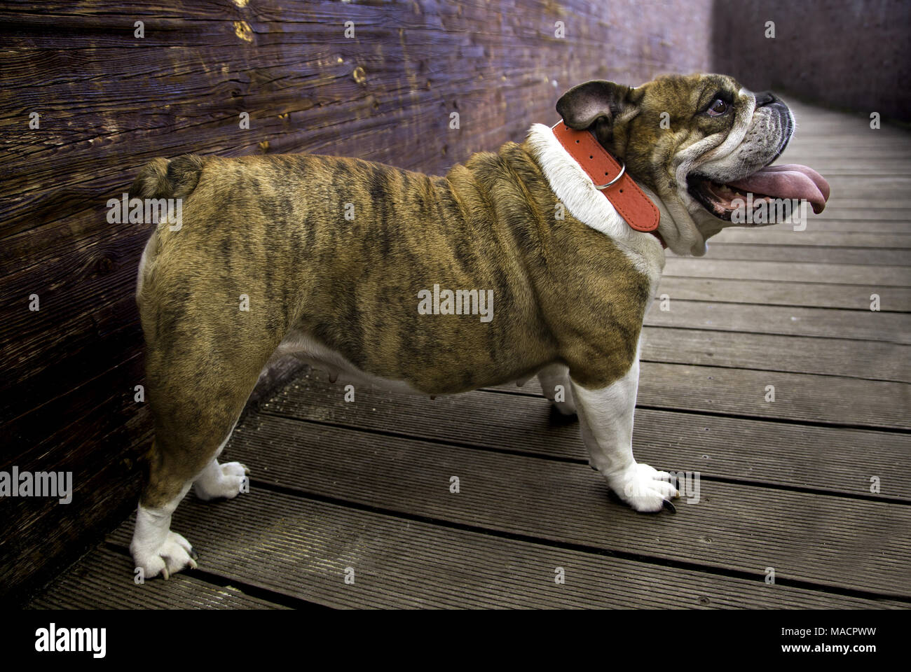 Bulldog in park playing and walking, pedigree animals Stock Photo - Alamy