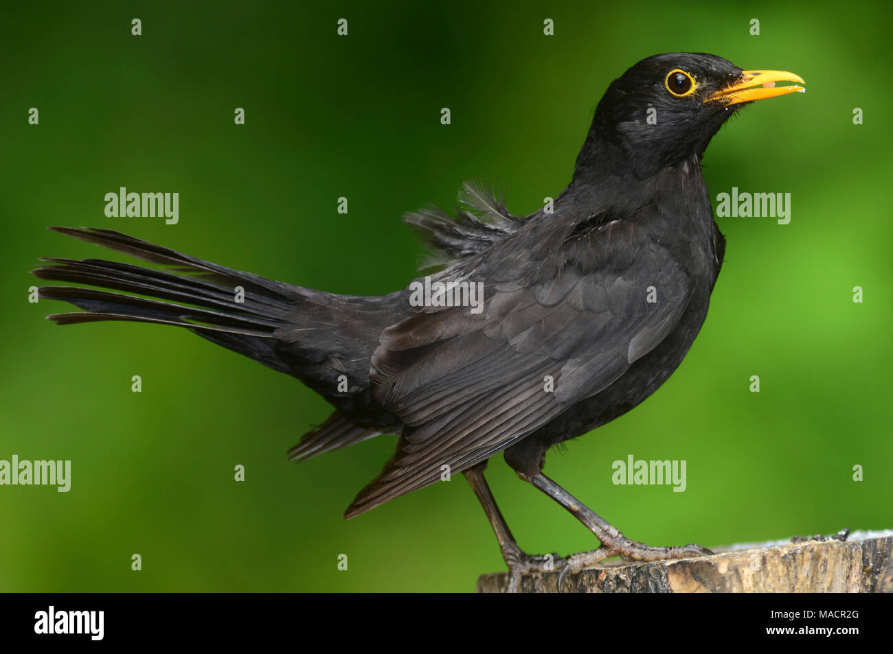 blackbird turdus merula Stock Photo - Alamy