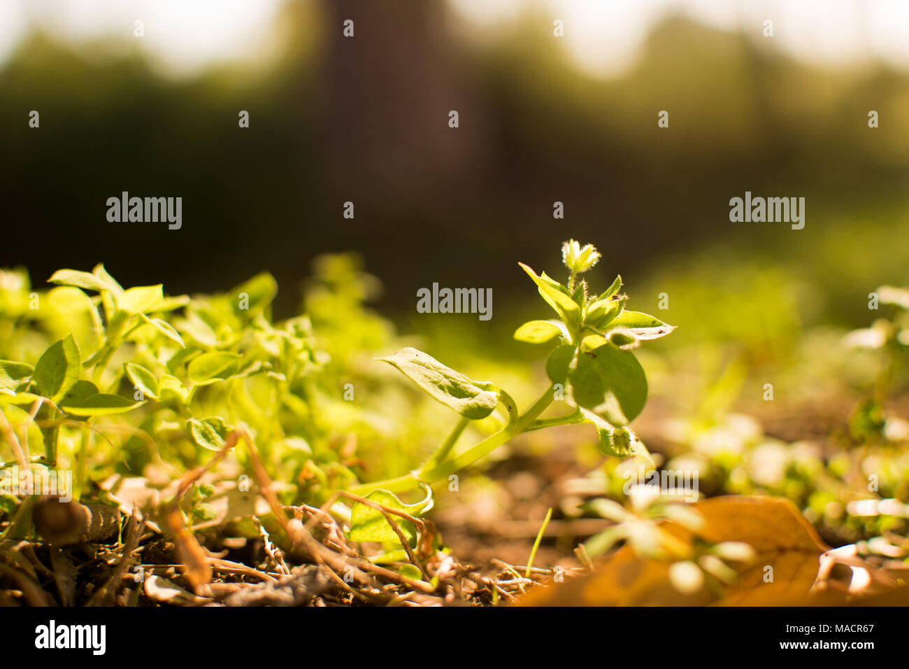 A tiny little plant growing along the forest floor Stock Photo - Alamy