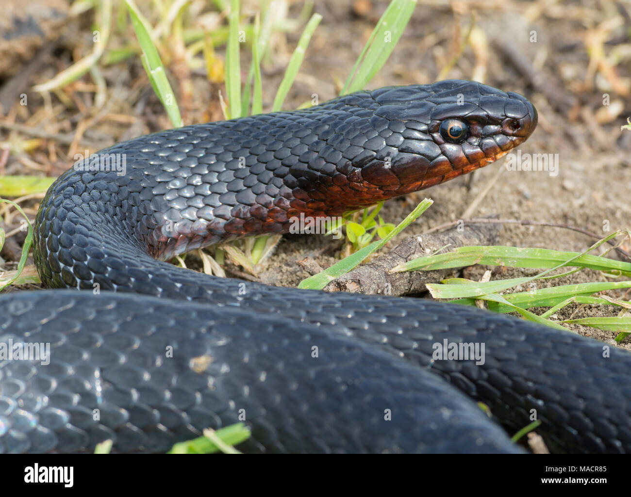 Large adult Black Whip Snake (Dolichophis jugularis) on the Greek ...