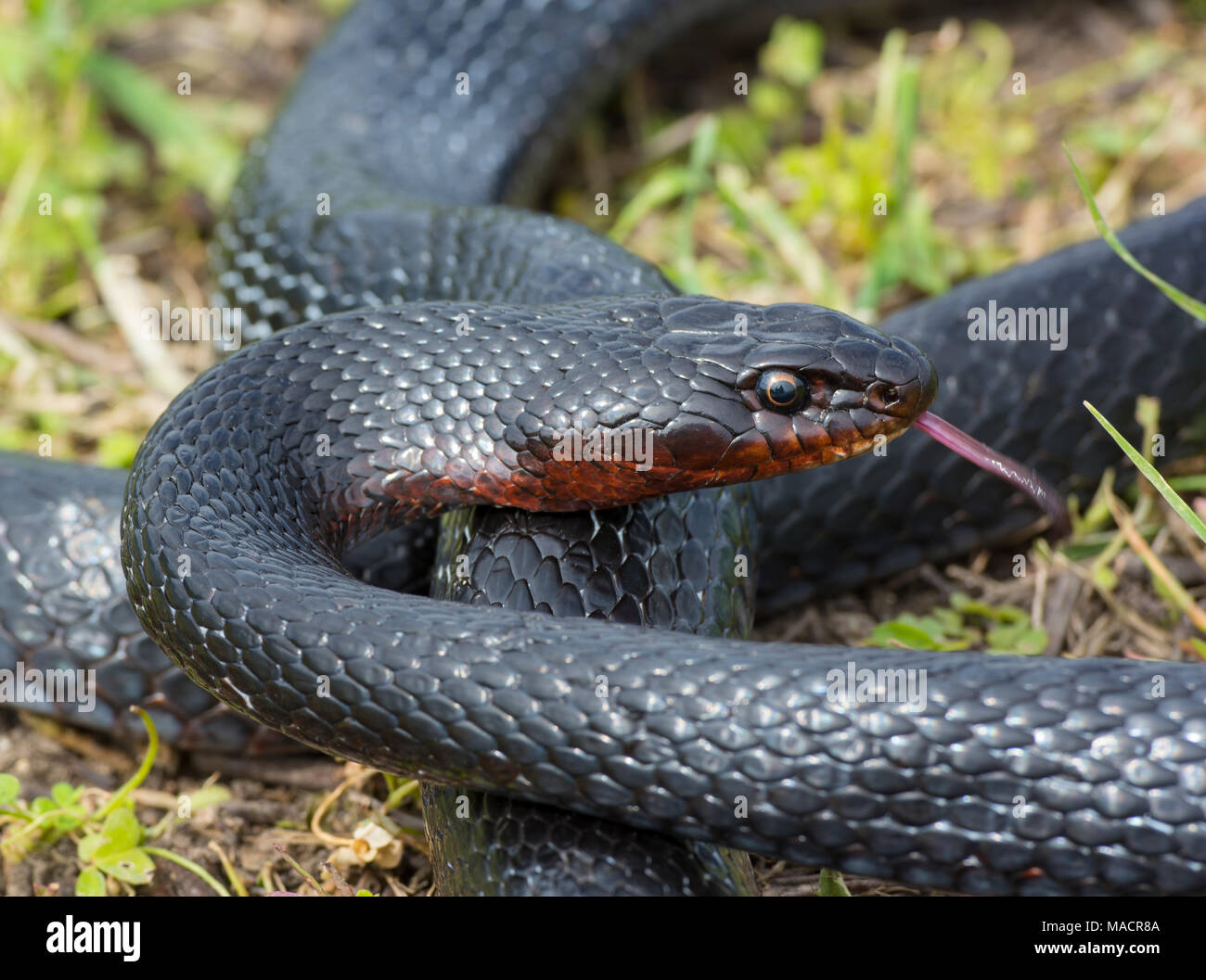 Large adult Black Whip Snake (Dolichophis jugularis) on the Greek ...